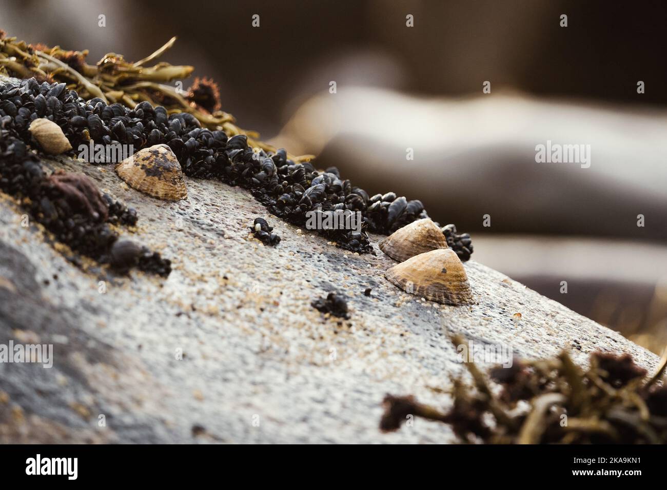 Dense pack of mussels and barnacle attached to a rock Stock Photo - Alamy