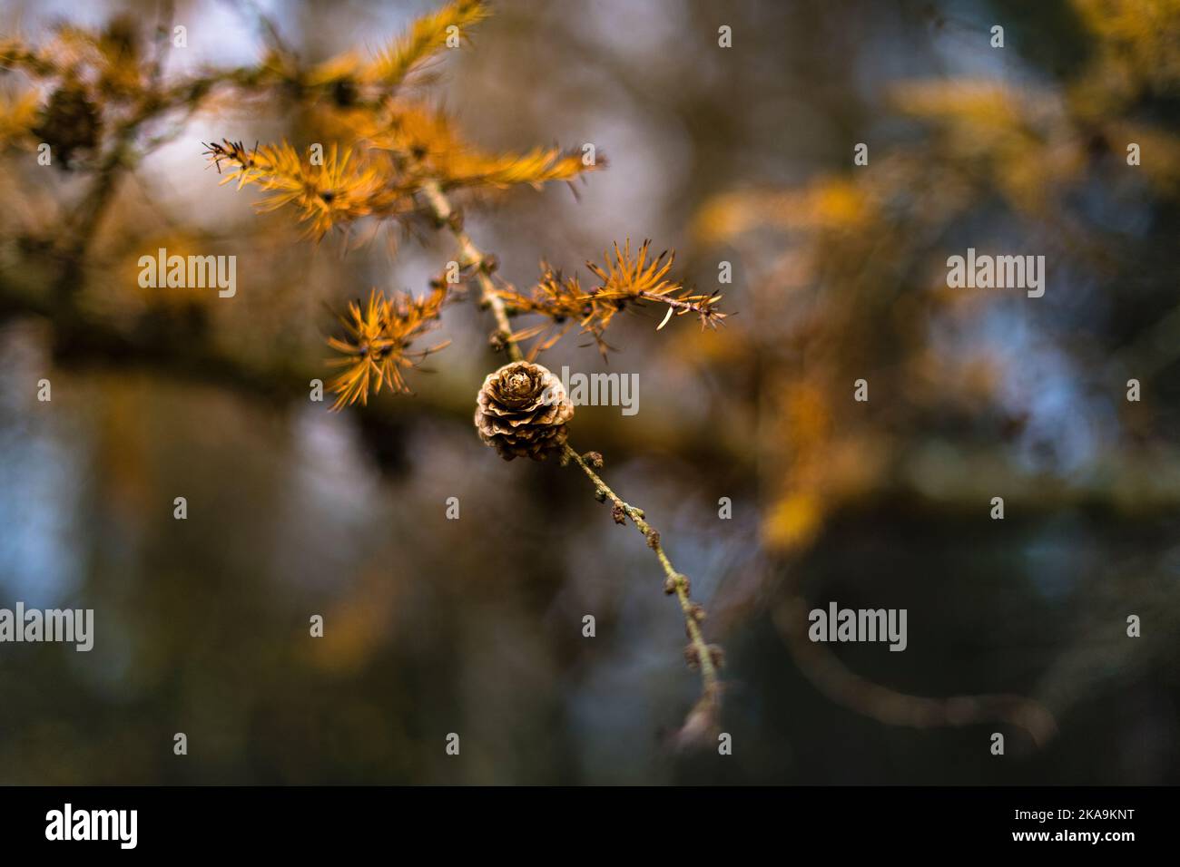 Tree Cone, Close up a small cone on the branch of tree, needles on the ...