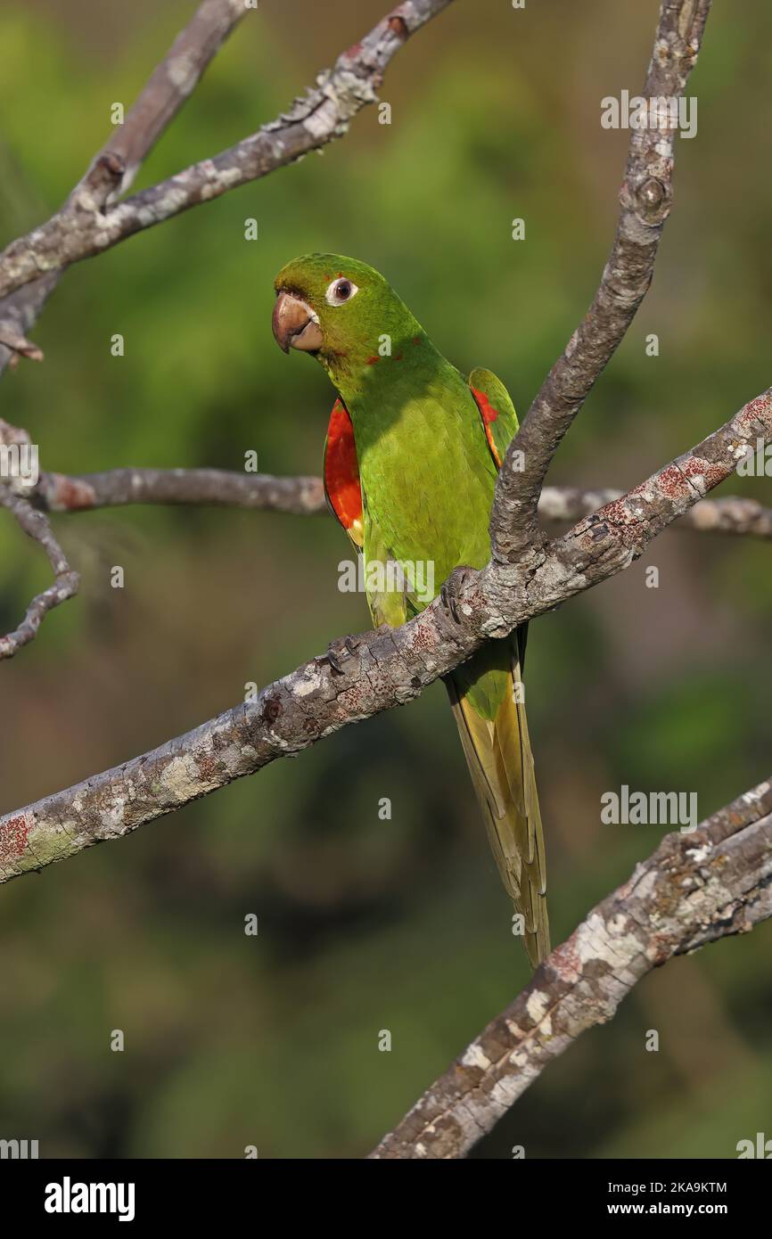 White eyed parakeet hi-res stock photography and images - Alamy