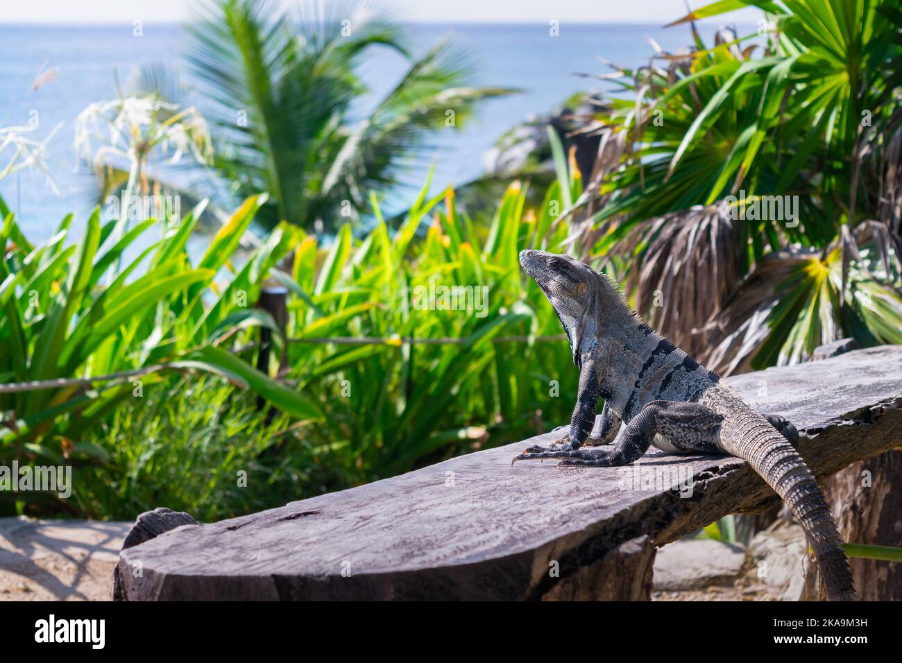 A black spiny-tailed iguana near the Tulum Archaeological Zone in ...