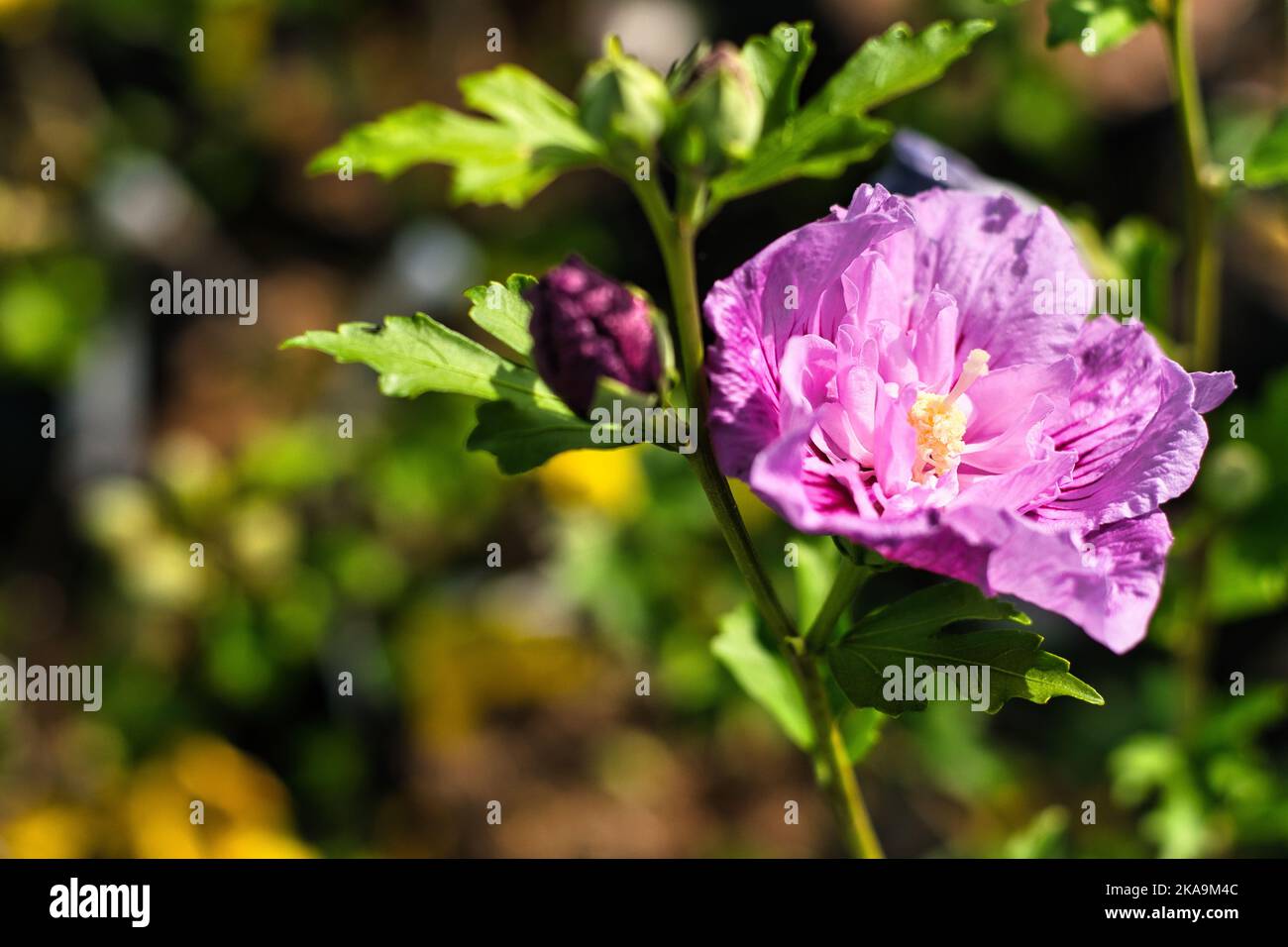 A closeup of the Hibiscus Syrian with pink petals lit by sunlight Stock ...