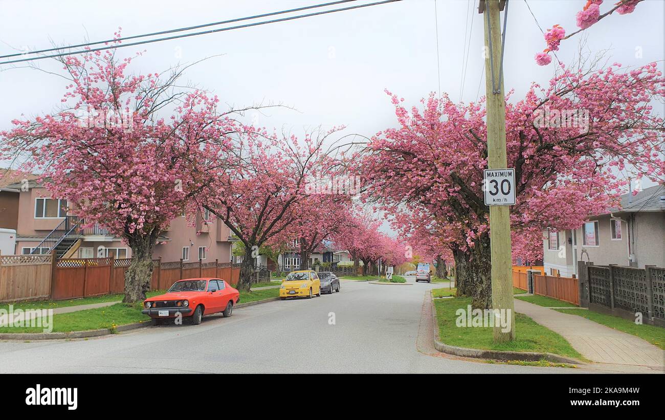 Vancouver street with cherry blossom backgrounds. Spring Stock Photo ...