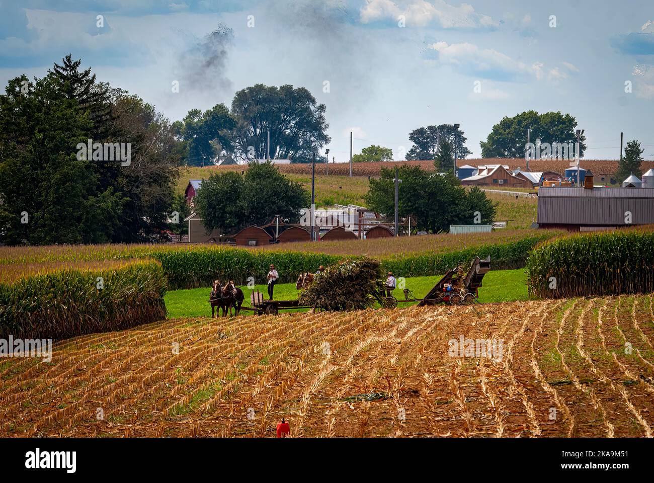 A View of Amish Harvesting There Corn Using Six Horses and Three Men as ...