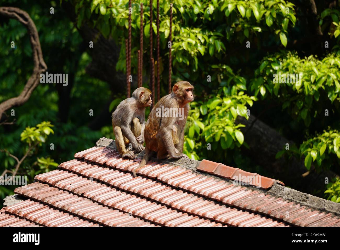 A scenic view of two cute monkeys sitting on the roof in a zoo Stock ...