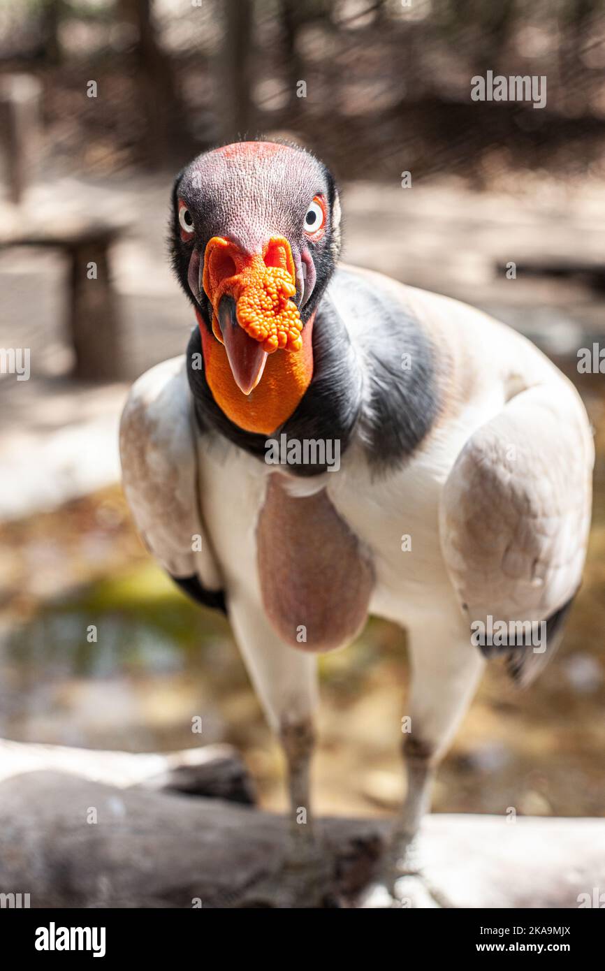 A vertical portrait of a colorful king vulture isolated on a blurred ...