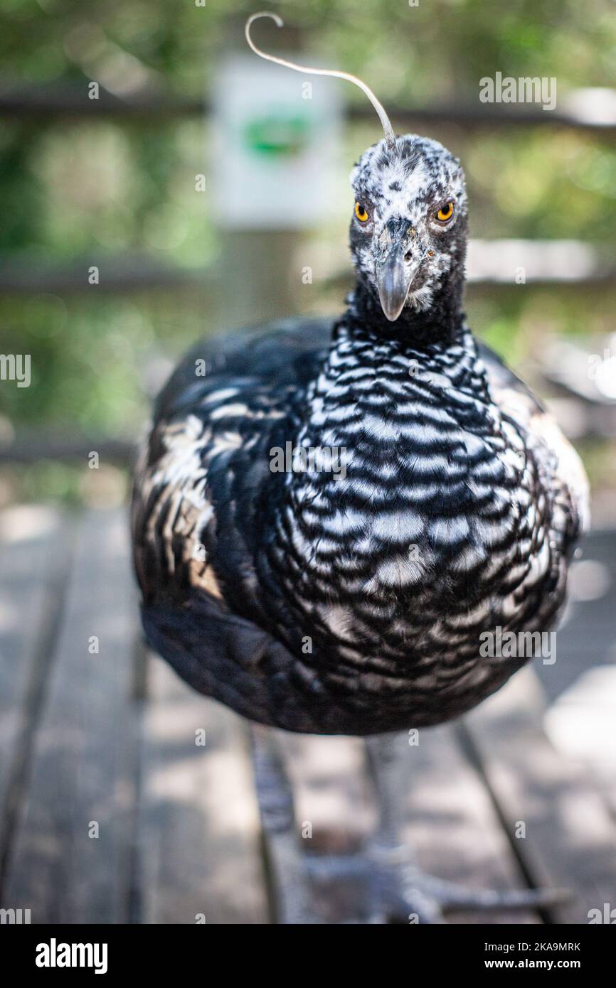 Portrait of a horned screamer hi-res stock photography and images - Alamy