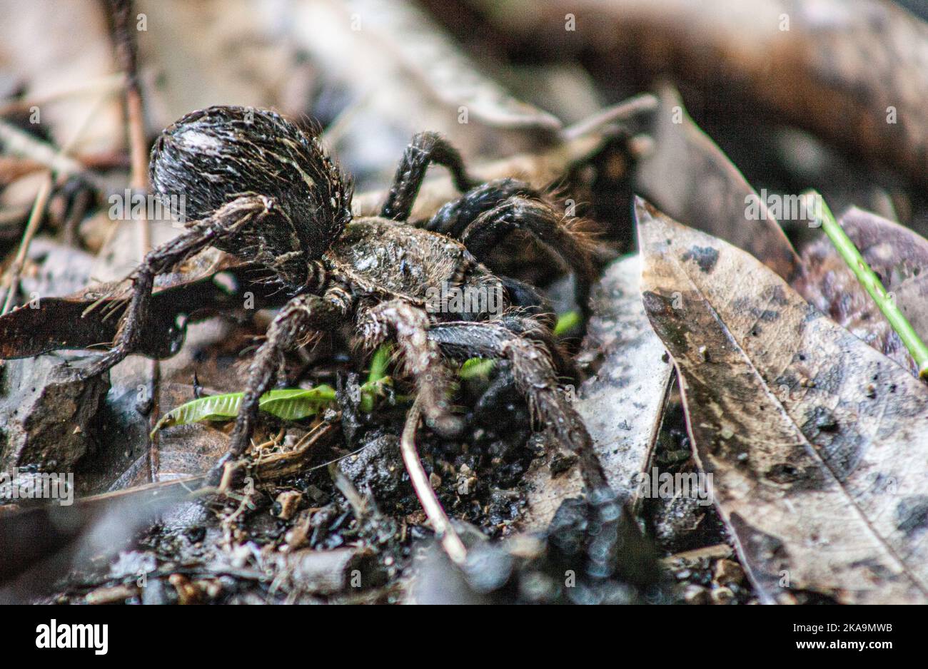A close-up shot of a brown, hairy spider on the ground, isolated on a ...