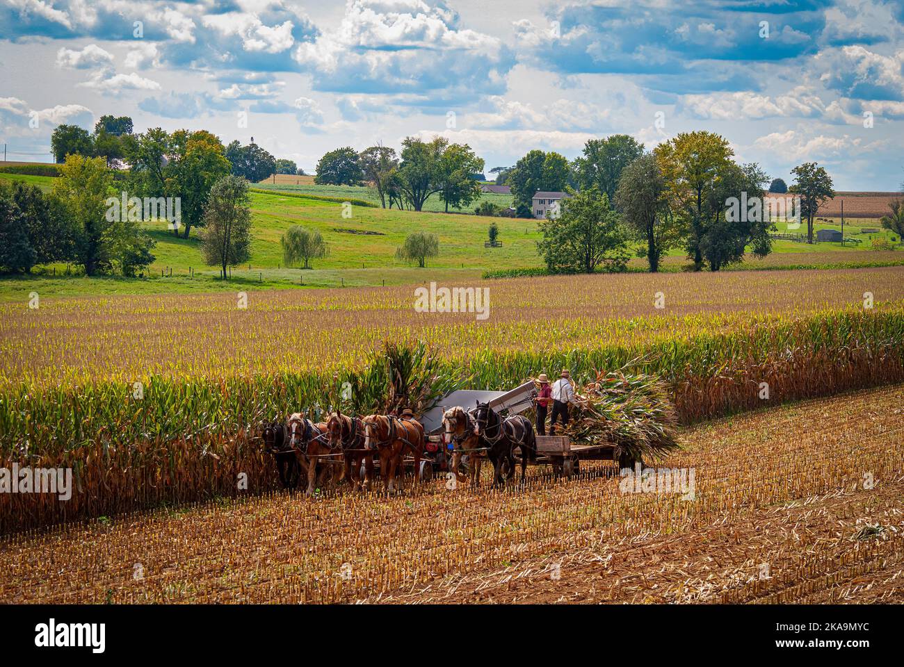 A View of Amish Harvesting There Corn Using Six Horses and Three Men as ...