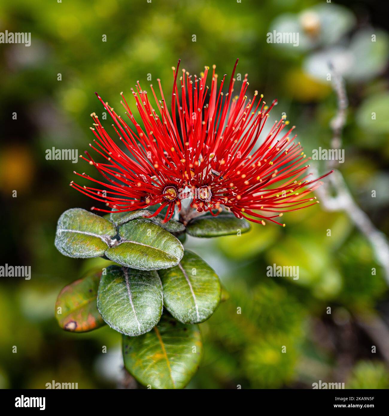 A red Ohia Lehua flower and plant, also called the mamo plant, from ...