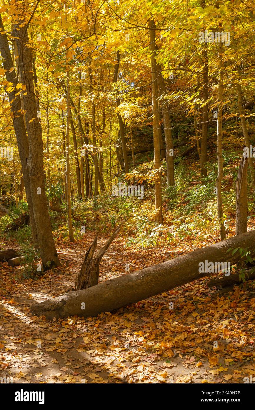Autumn landscape in Illinois Canyon at Starved Rock State Park ...