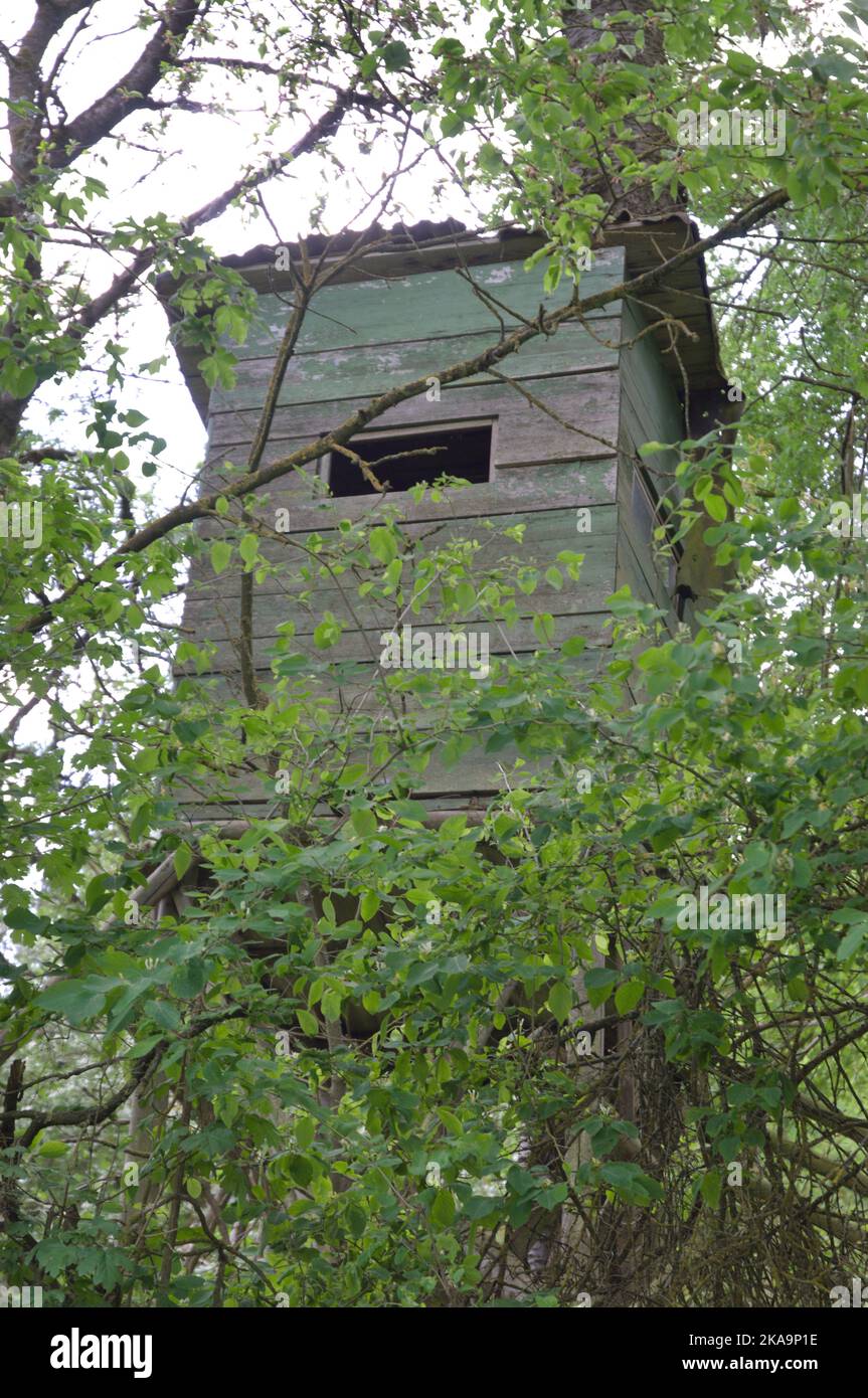 A vertical low angle shot of wooden cabin behind branches in the forest ...