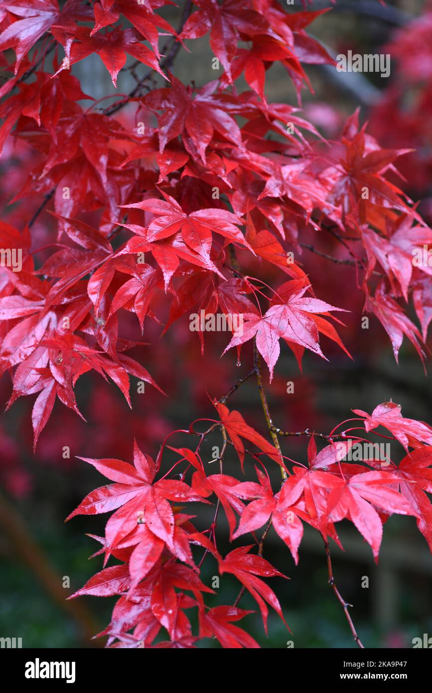 A vertical shot of red leaves on a misty morning in Blackheath, New ...