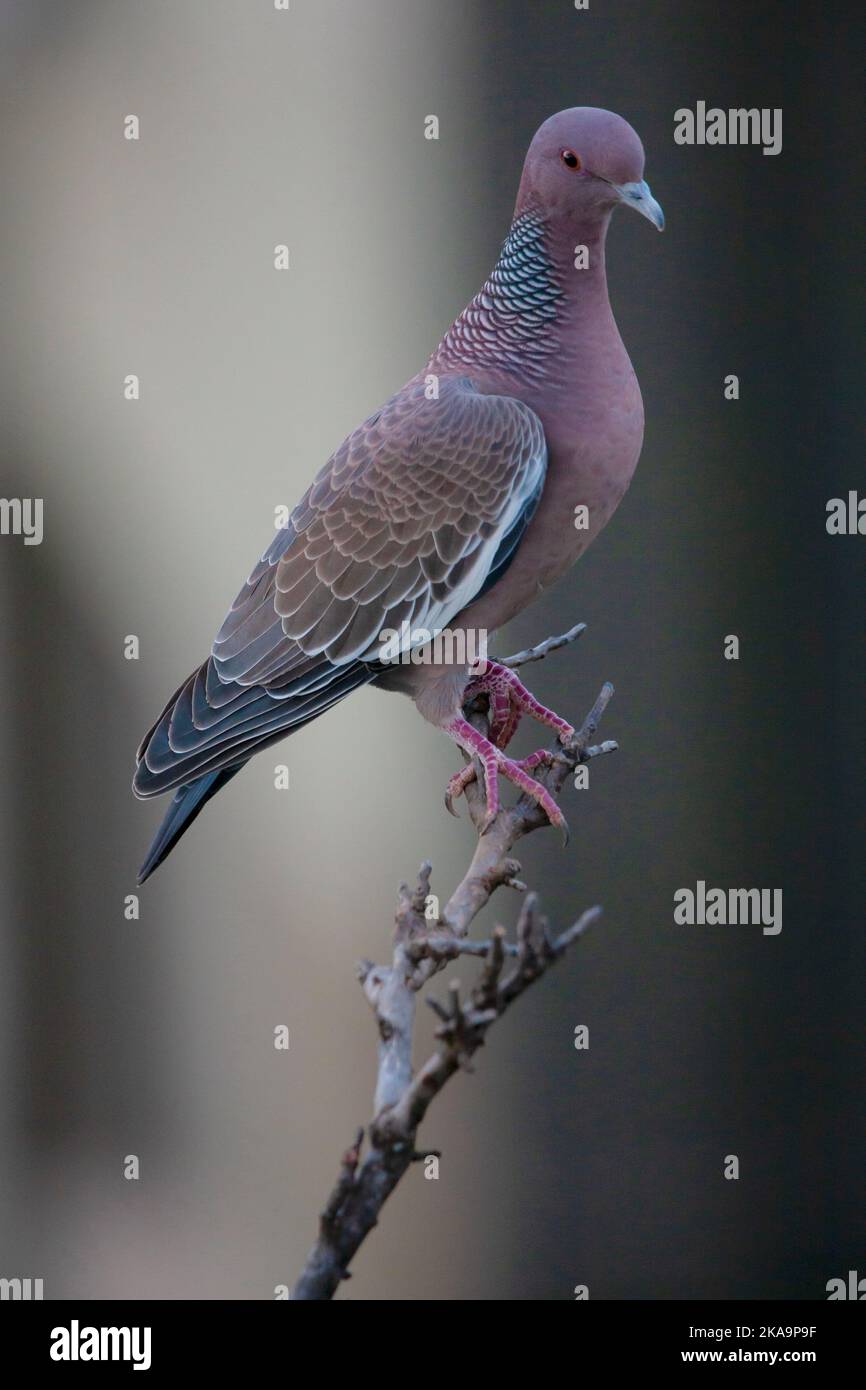 A vertical shot of Oriental turtle dove standing on tree branch in ...