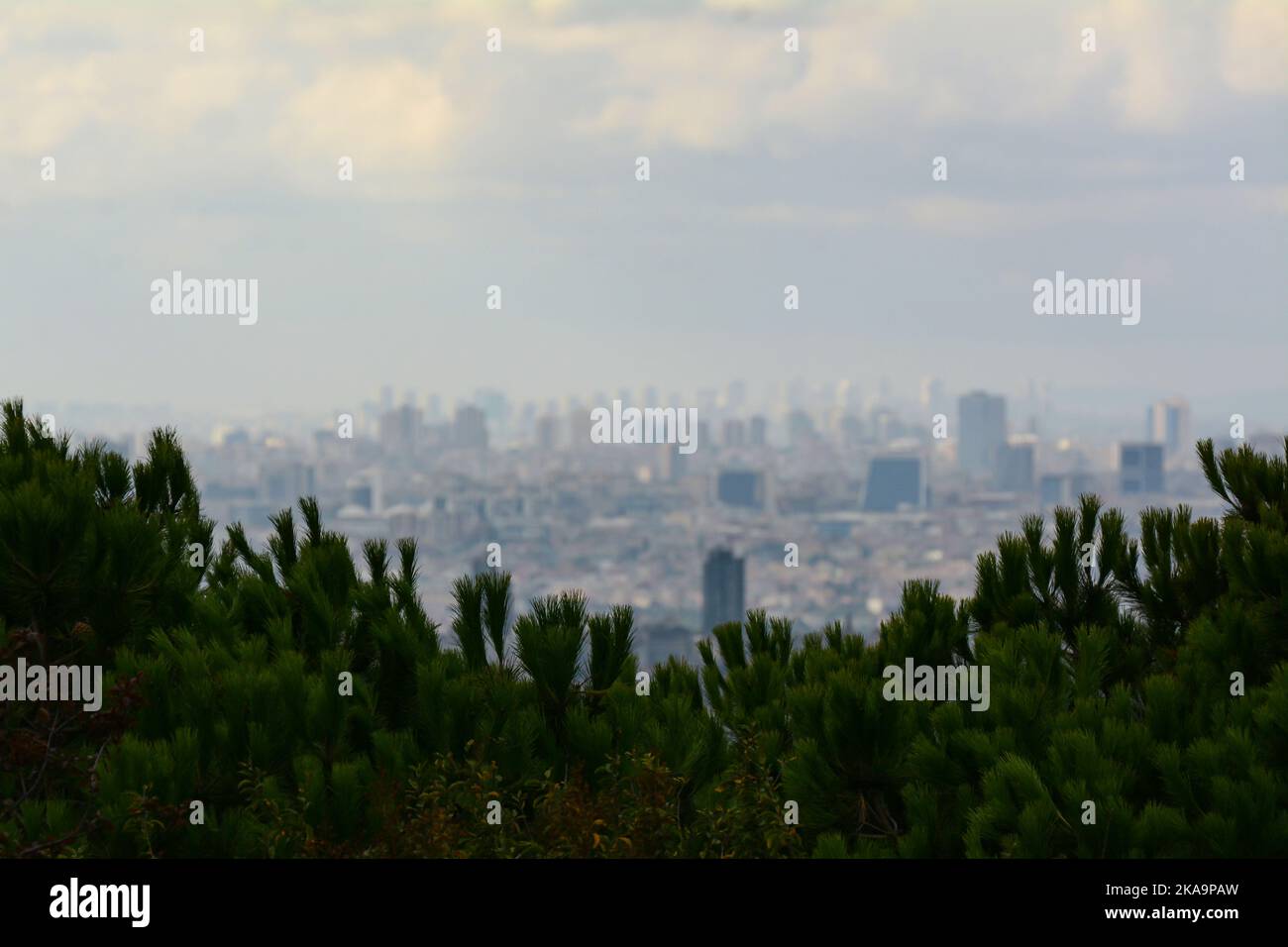 the city rising through the pine trees in the middle of the forest ...