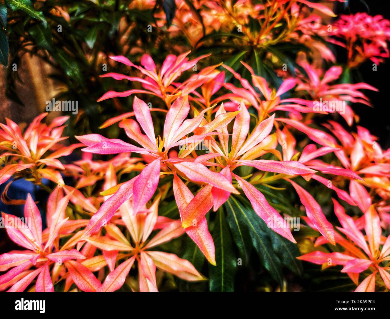 A closeup of a pieris plant leaves Stock Photo - Alamy