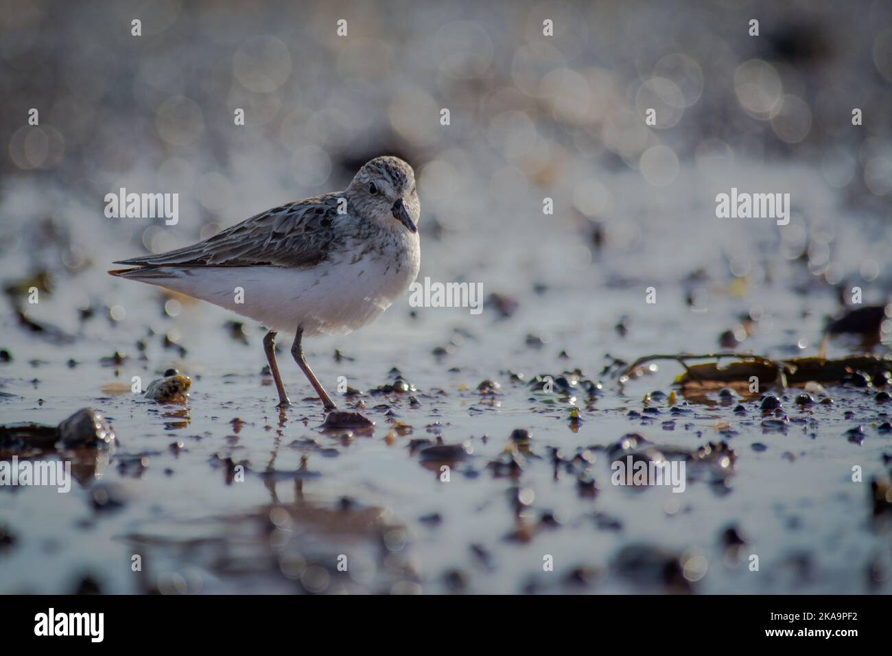 A closeup of a small cute sandpiper bird perched on a wet ground under ...