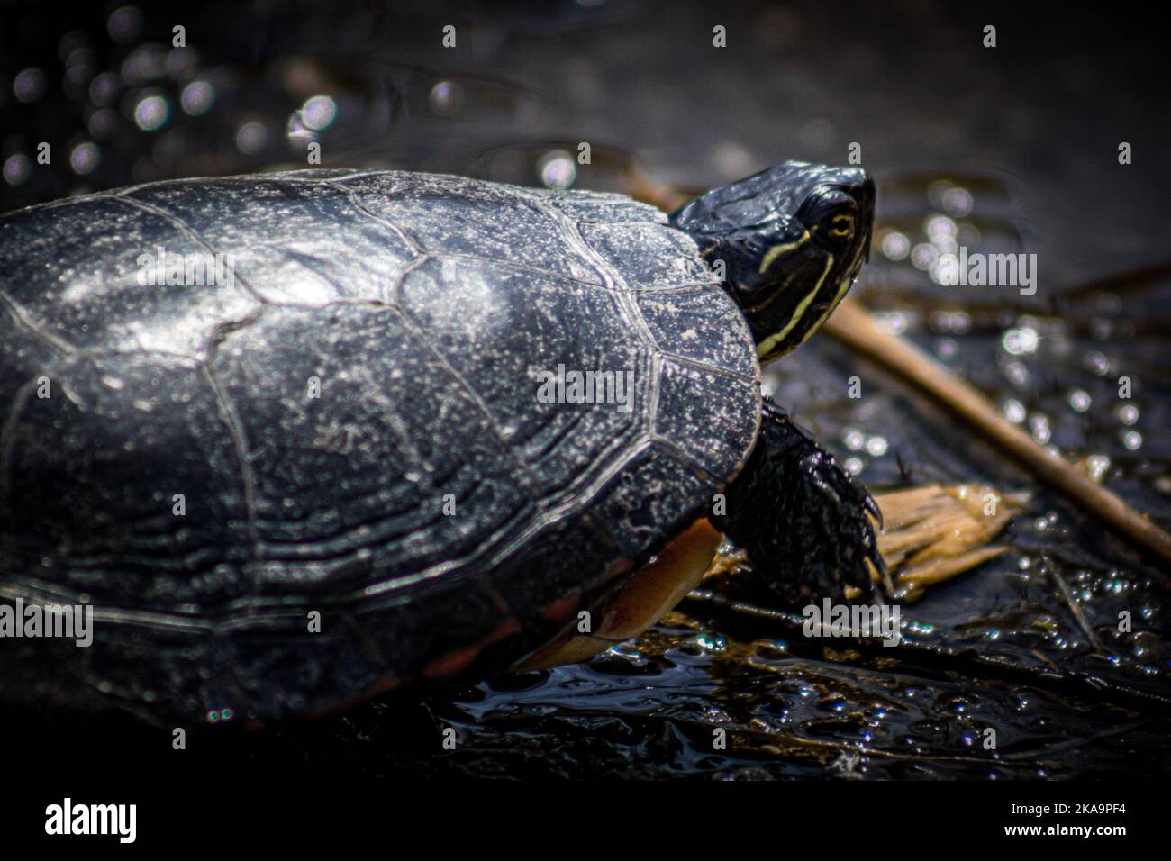 A back view of tortoise standing on wet ground Stock Photo - Alamy