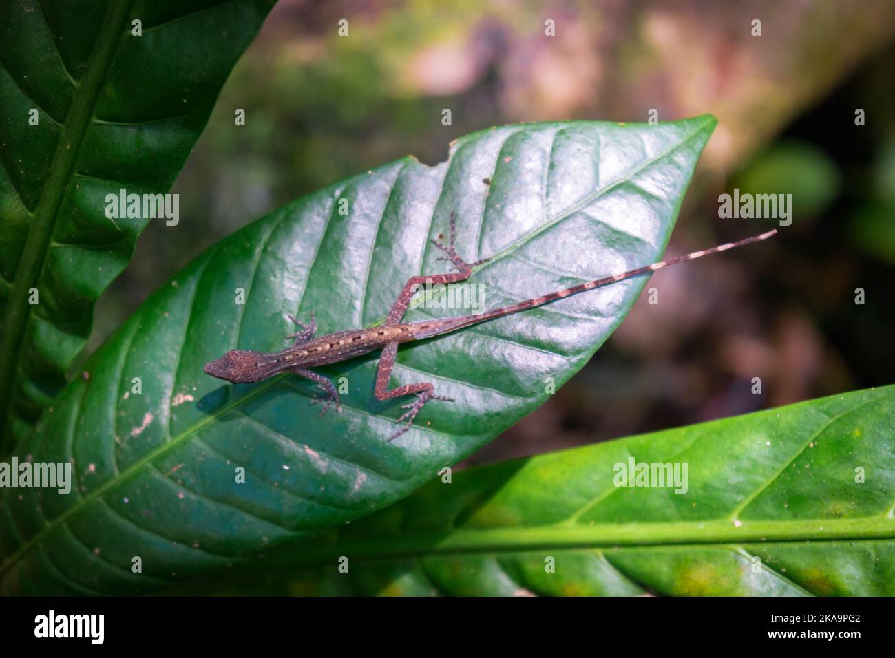 A small lizard on a big, green leaf Stock Photo - Alamy