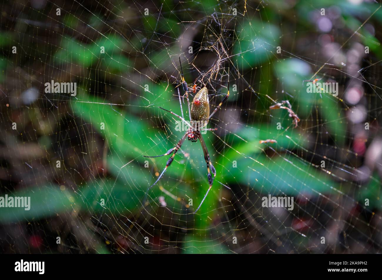 A spider making a spider web in the forest Stock Photo - Alamy