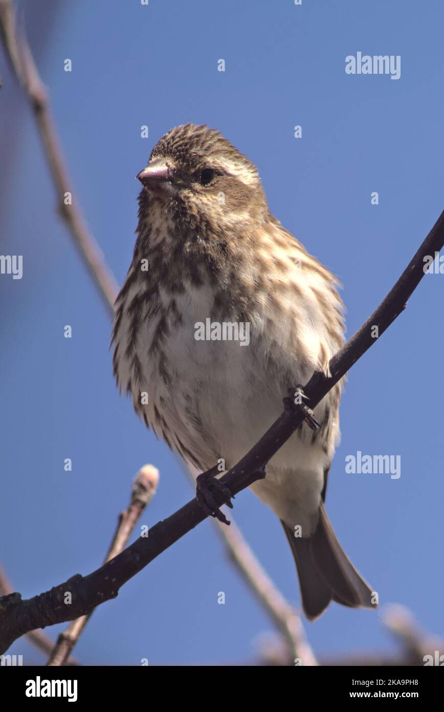 The Purple finch songbird portrait selective focus shot Stock Photo - Alamy