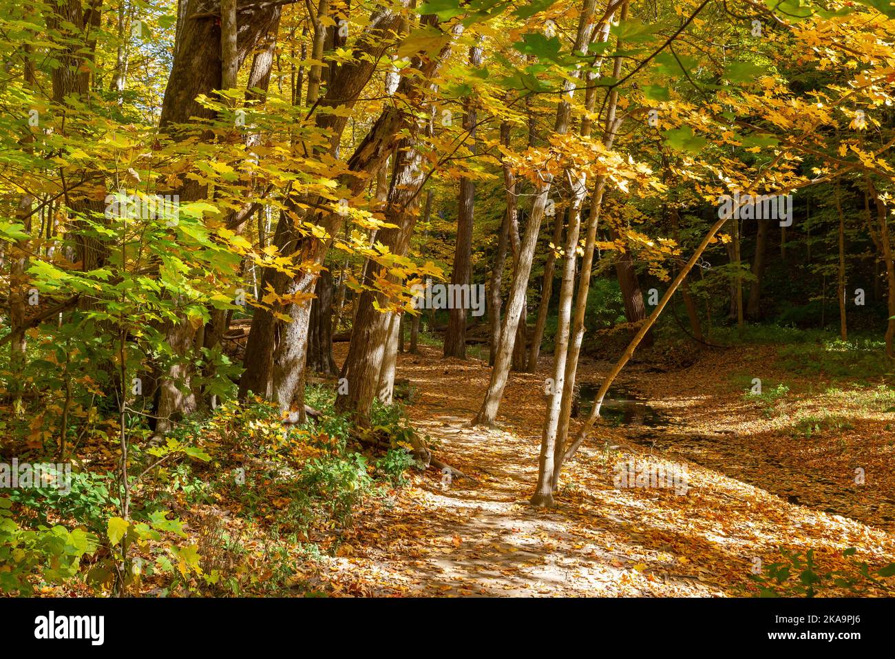 Autumn landscape in Illinois Canyon at Starved Rock State Park ...