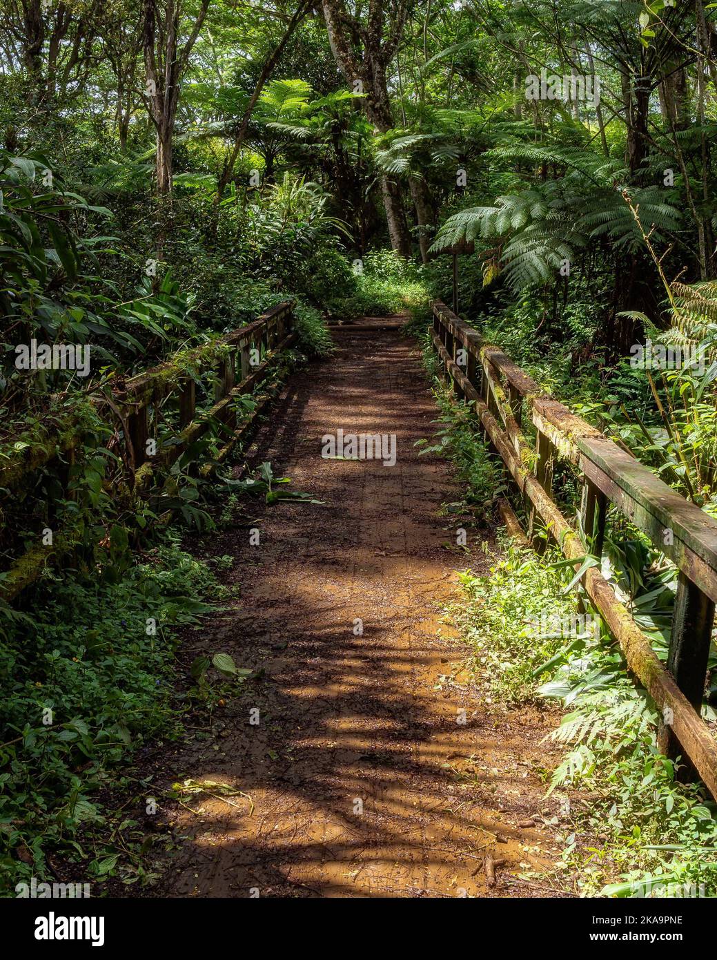 Kuilau ridge trail wailua hi-res stock photography and images - Alamy