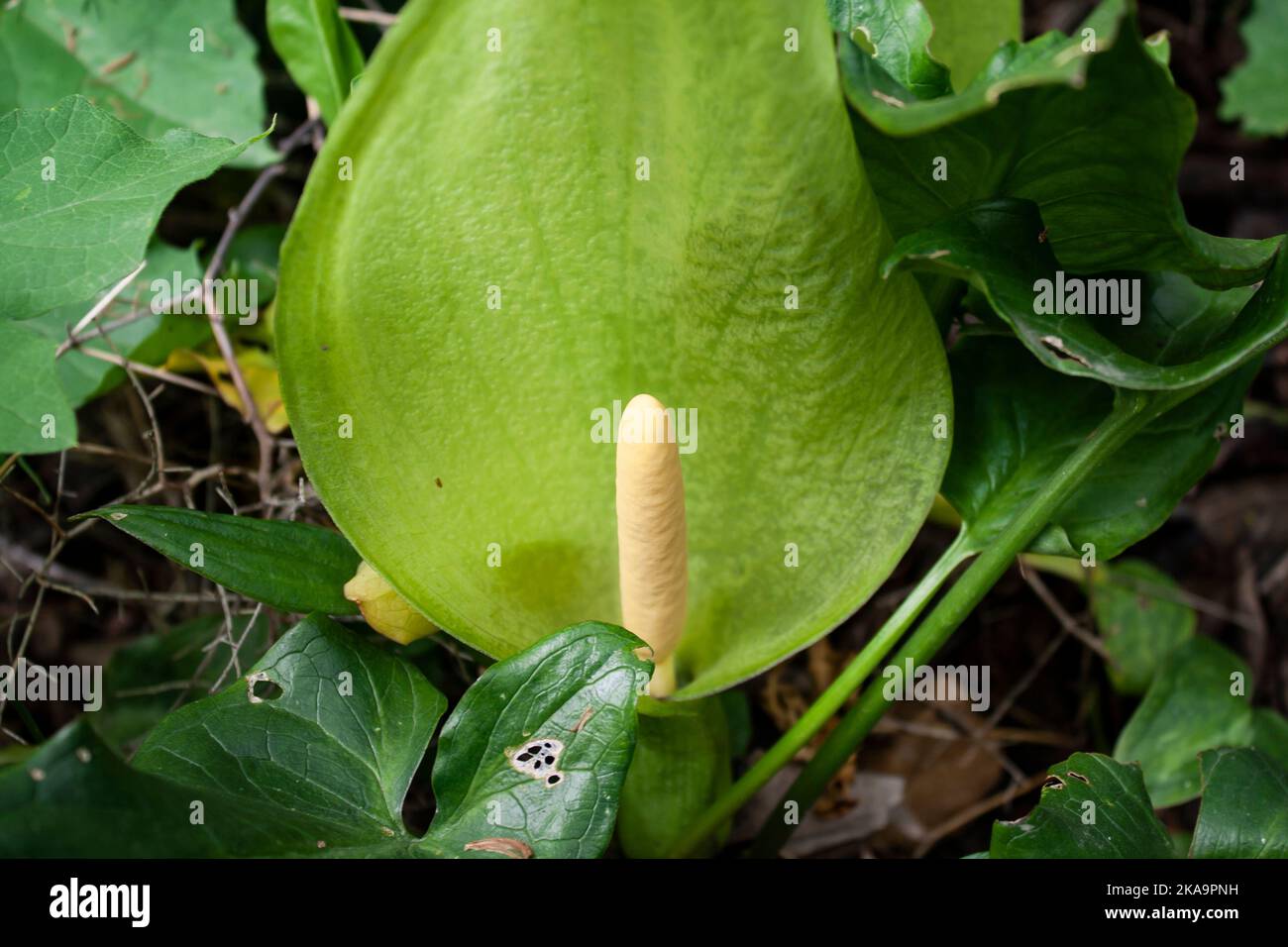 Poisonous flower of unusual appearance from the genus Arum maculatum ...