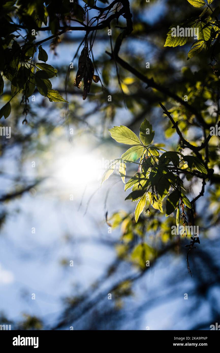 A low angle shot of the light of the sun behind the green leaves of ...