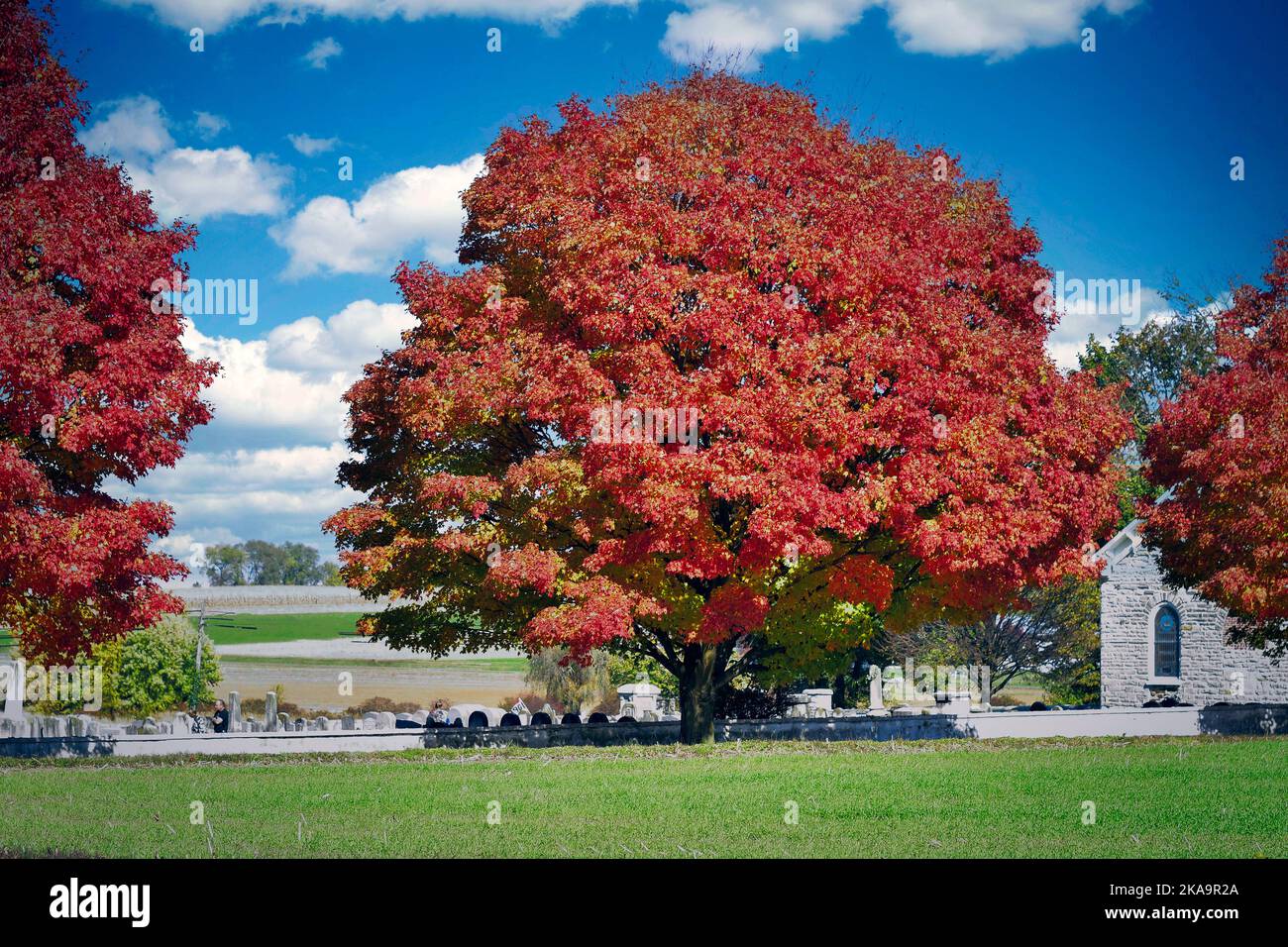 A View of a Row of Trees with Fall Bright Colors on a Early Morning ...