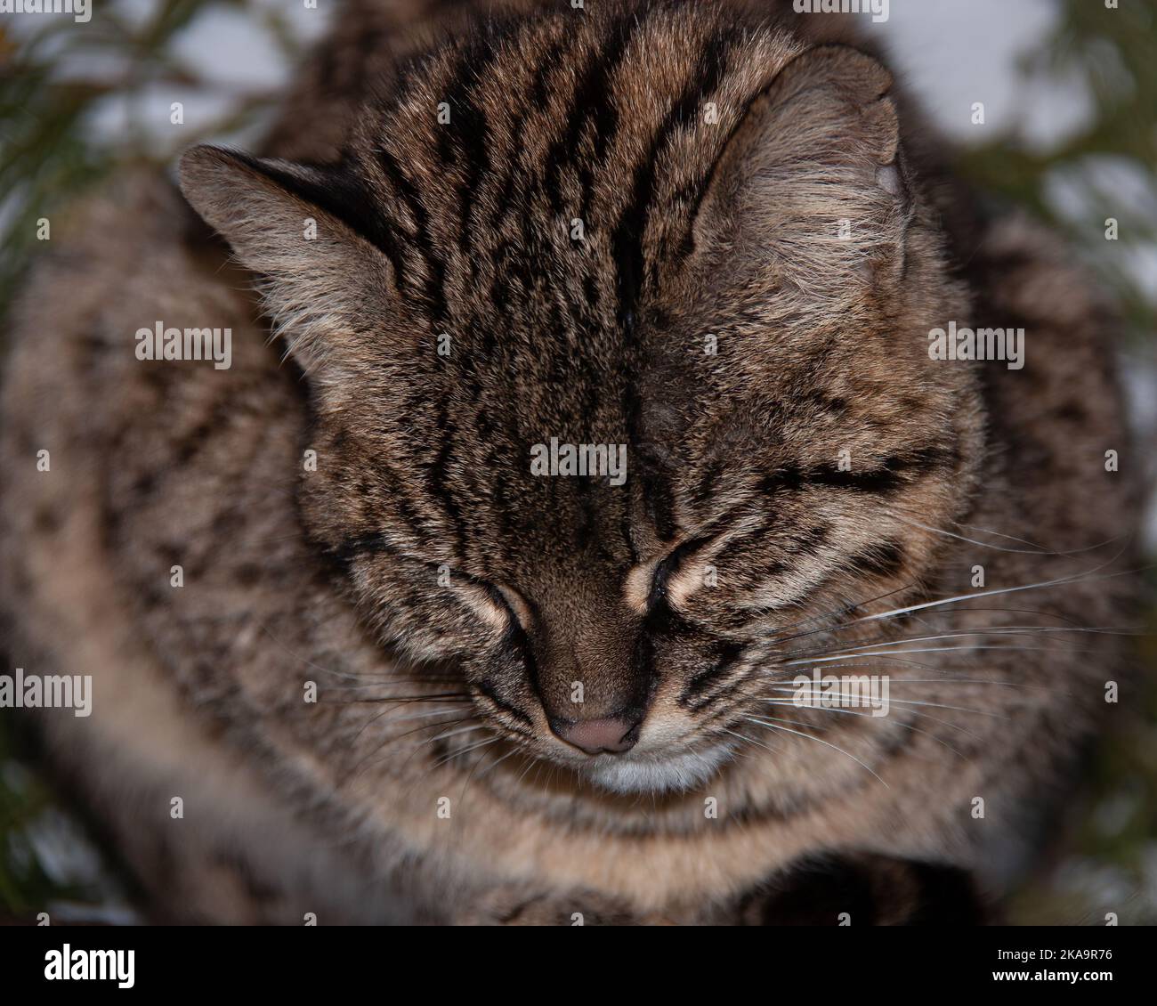 Geoffroy’s cat hi-res stock photography and images - Alamy