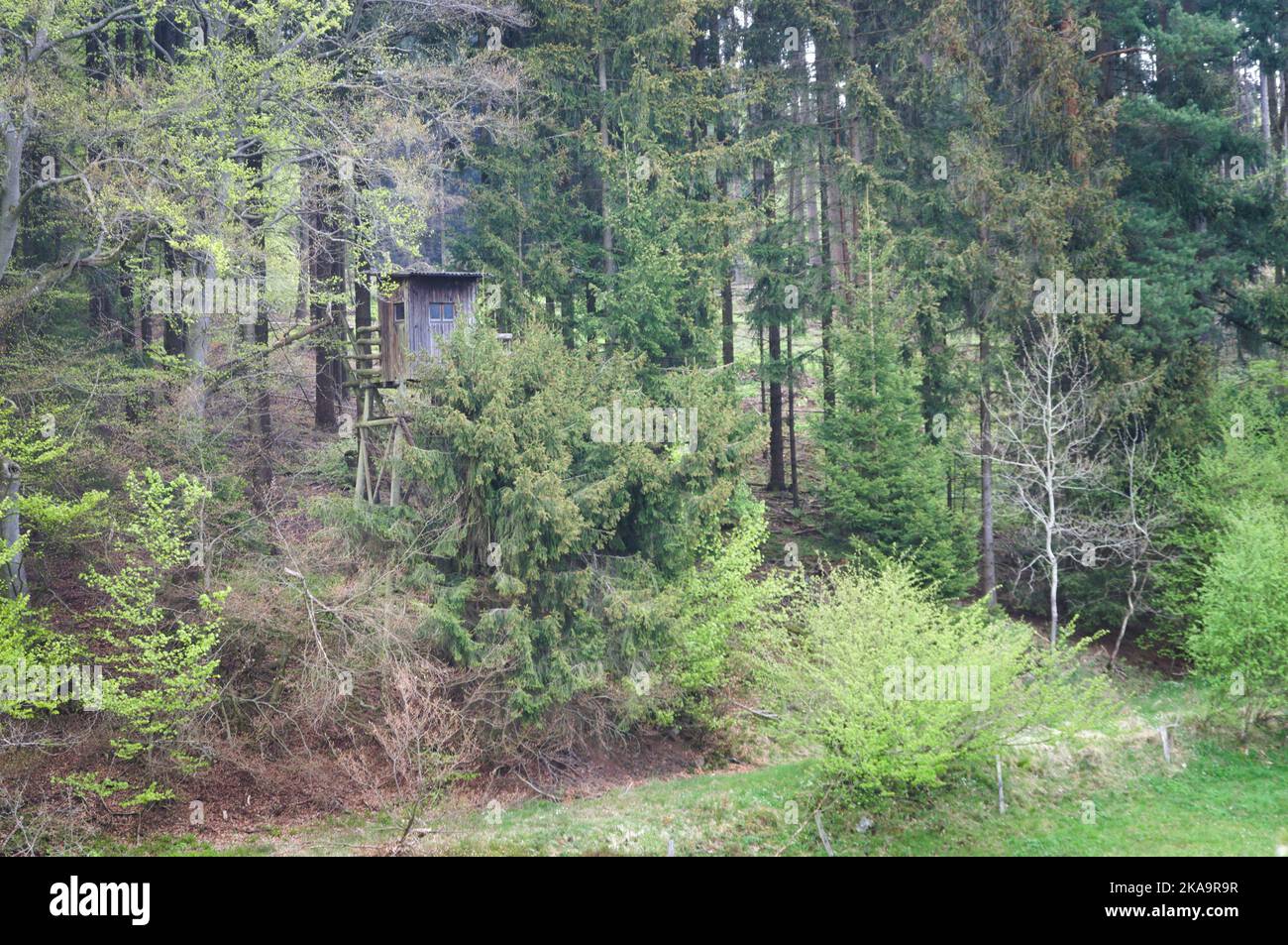 A natural view of smoke coming out from a small house in a forest Stock ...