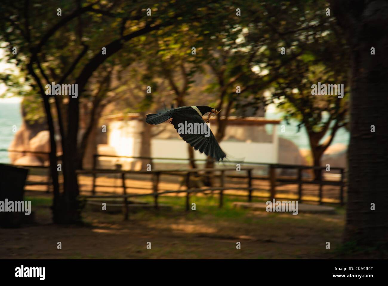 A beautiful shot of a Pied crow bird flying in the sunny park with ...