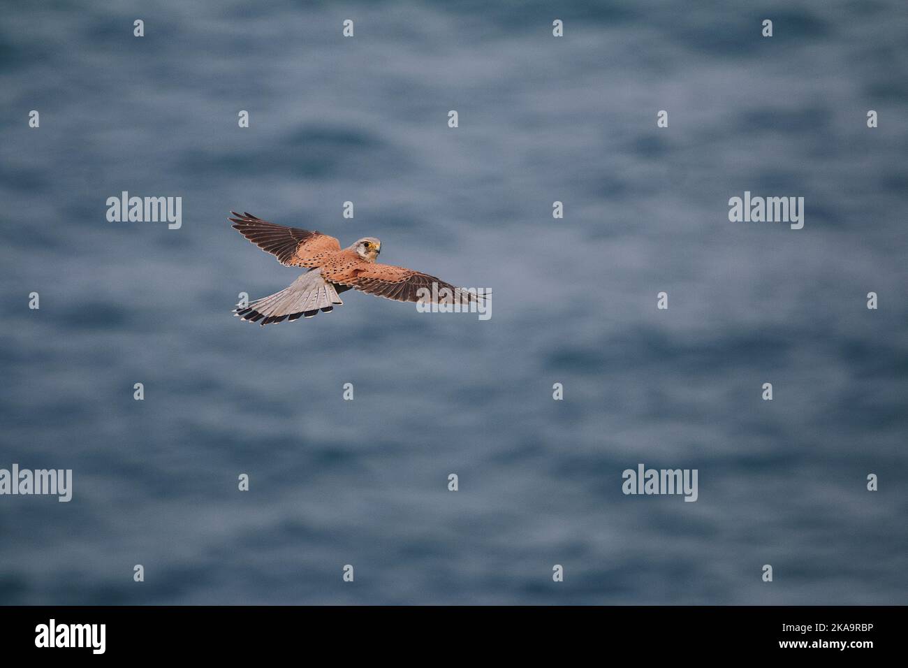 An aerial view of a Kestrel bird flying over the sea Stock Photo - Alamy