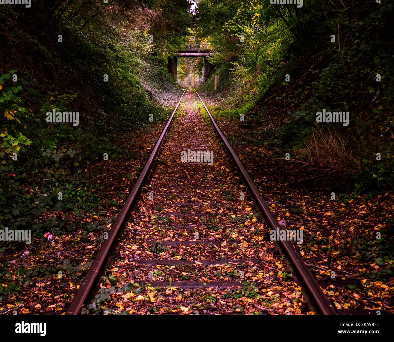 The beautiful landscape with the train rails passing through the forest ...