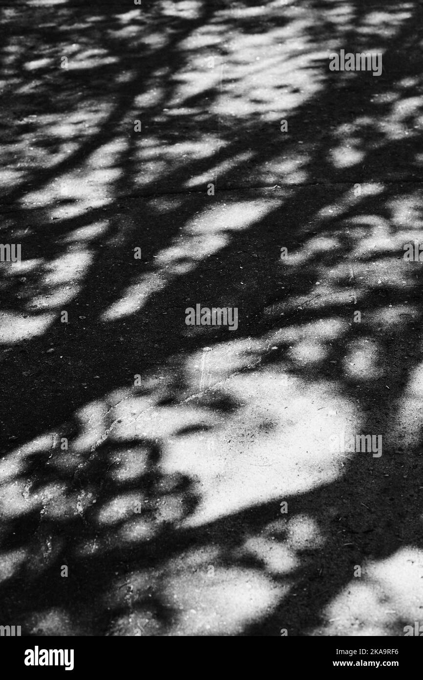 Tree on the ground Black and White Stock Photos & Images - Alamy