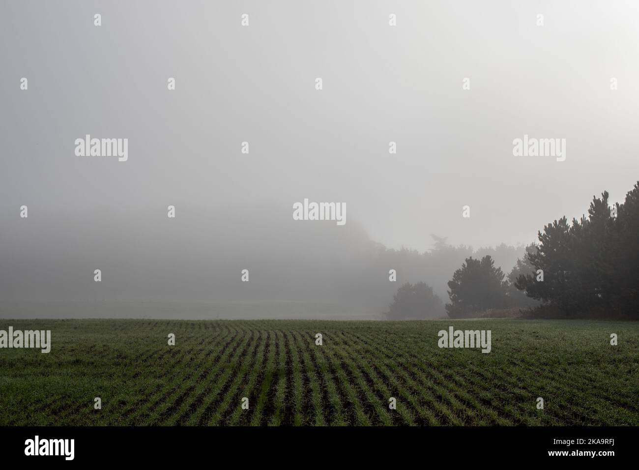 A foggy morning on a fresh farm field Stock Photo - Alamy