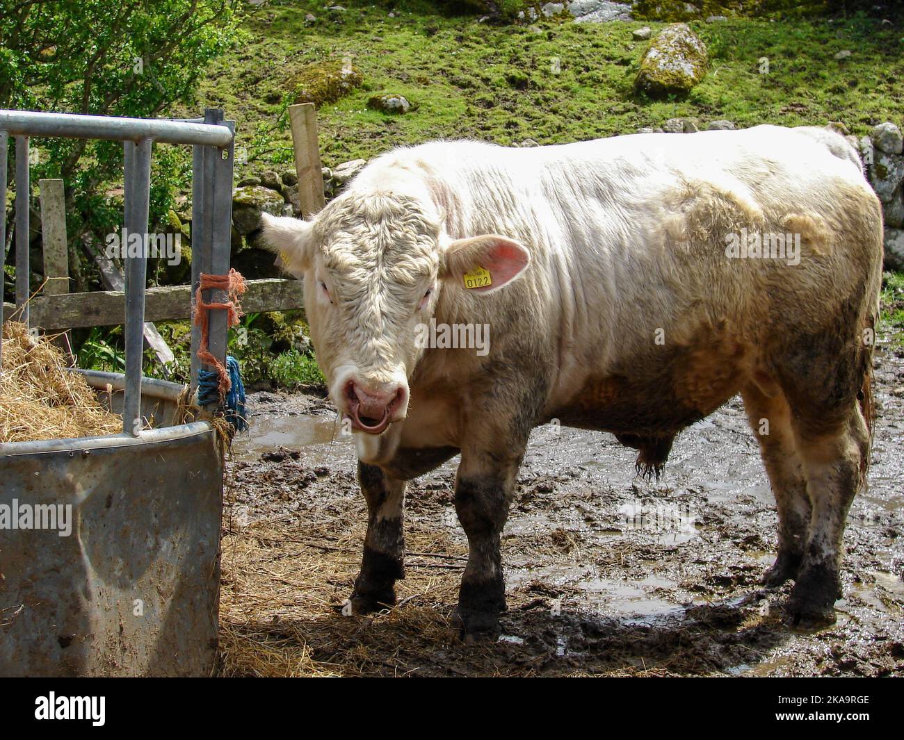 White irish bull hi-res stock photography and images - Alamy