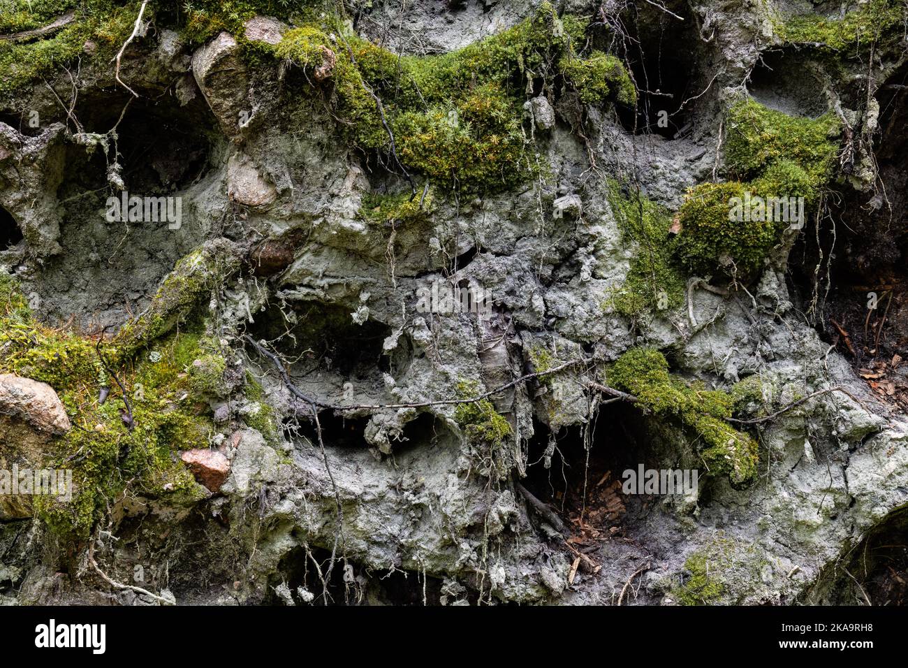 Dark mud, roots and green moss background Stock Photo - Alamy
