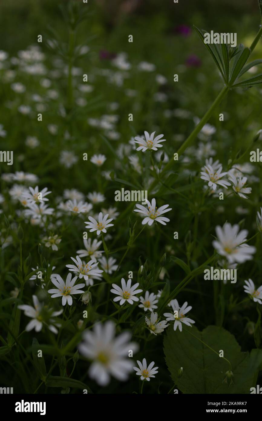 The garden full of white chickweeds Stock Photo - Alamy