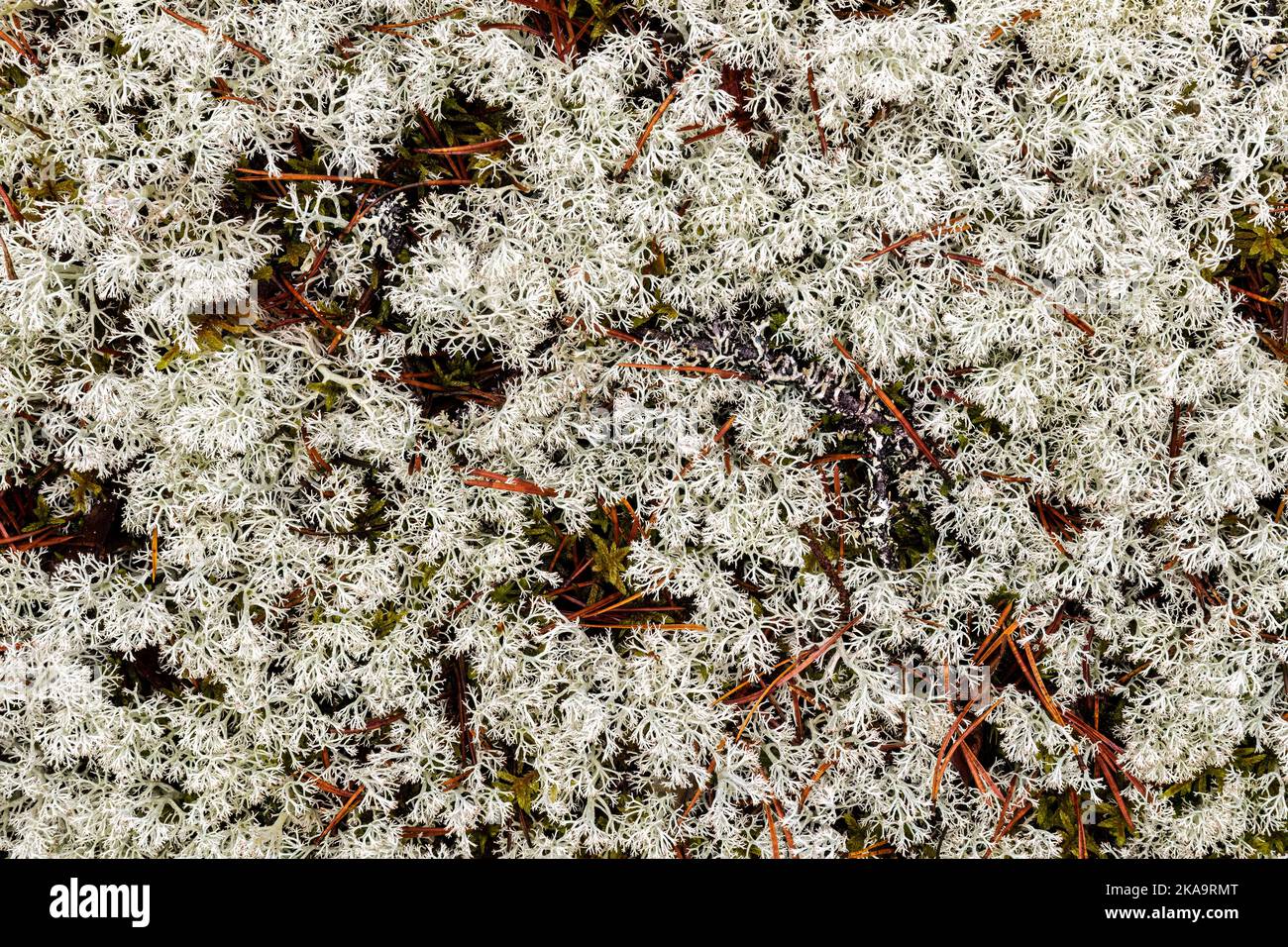 Shrubby cup lichen (Cladonia arbuscula) close up background Stock Photo ...