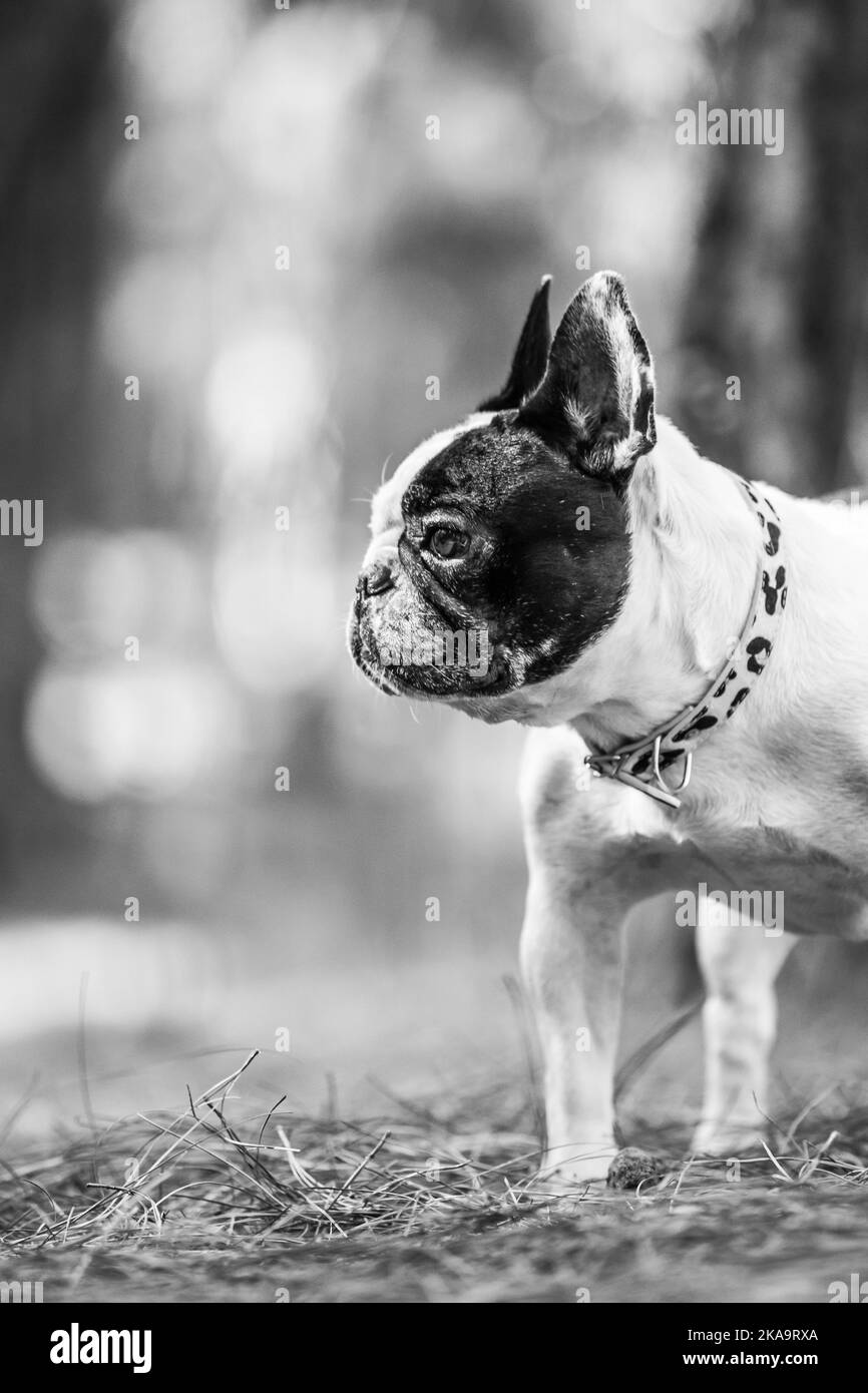 Bulldog forest Black and White Stock Photos & Images - Alamy