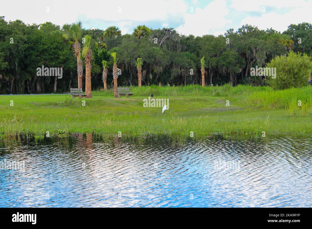 A crane on a bayou bay surrounded by trees Stock Photo - Alamy