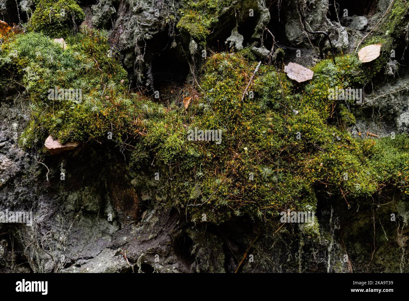 Green moss, mud and leaves background Stock Photo - Alamy