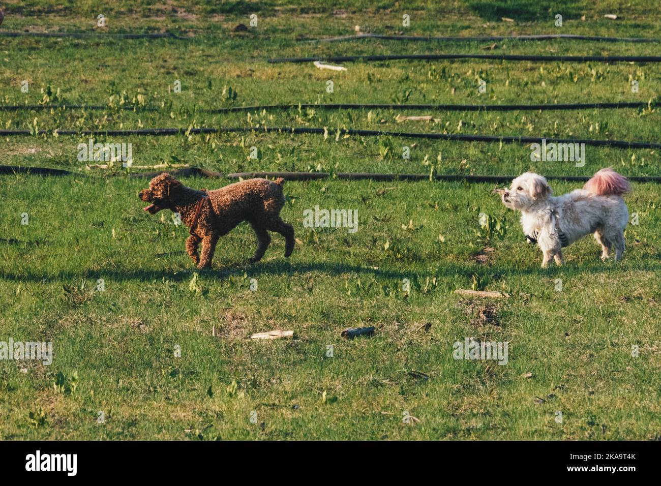 Couple dogs playing on green hi-res stock photography and images - Alamy