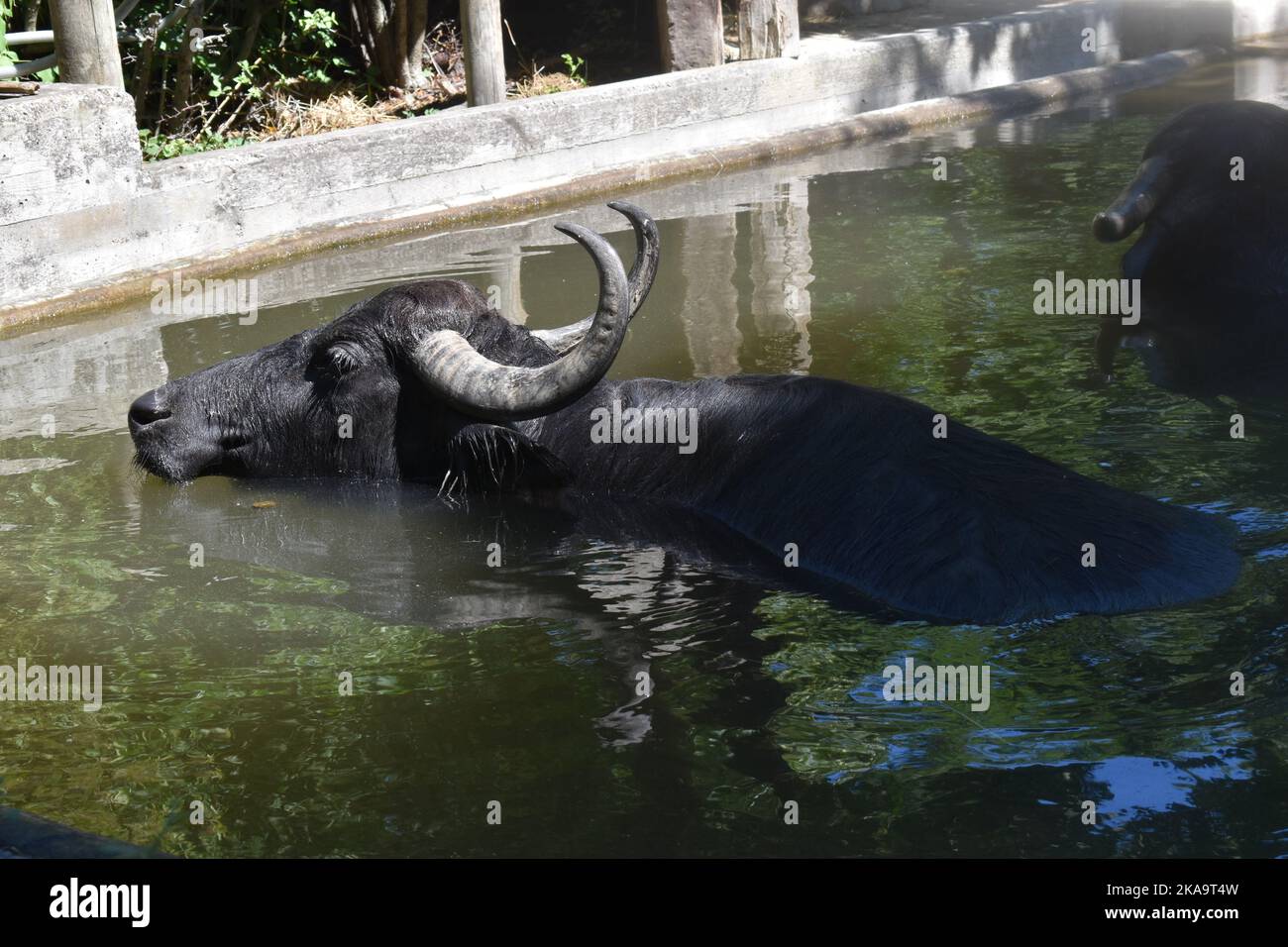A buffalo in the water at the zoo Stock Photo - Alamy