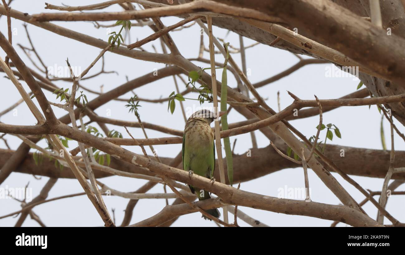 A low angle shot of white-cheeked barbet perched on a tree branch Stock ...