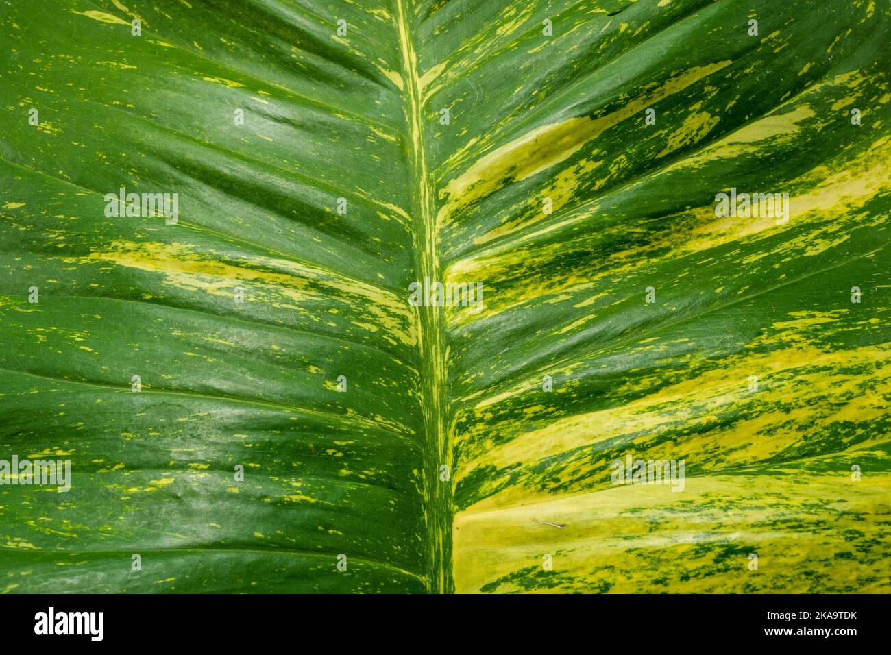 A broad leaf of a tropical plant with green and yellow sections Stock ...