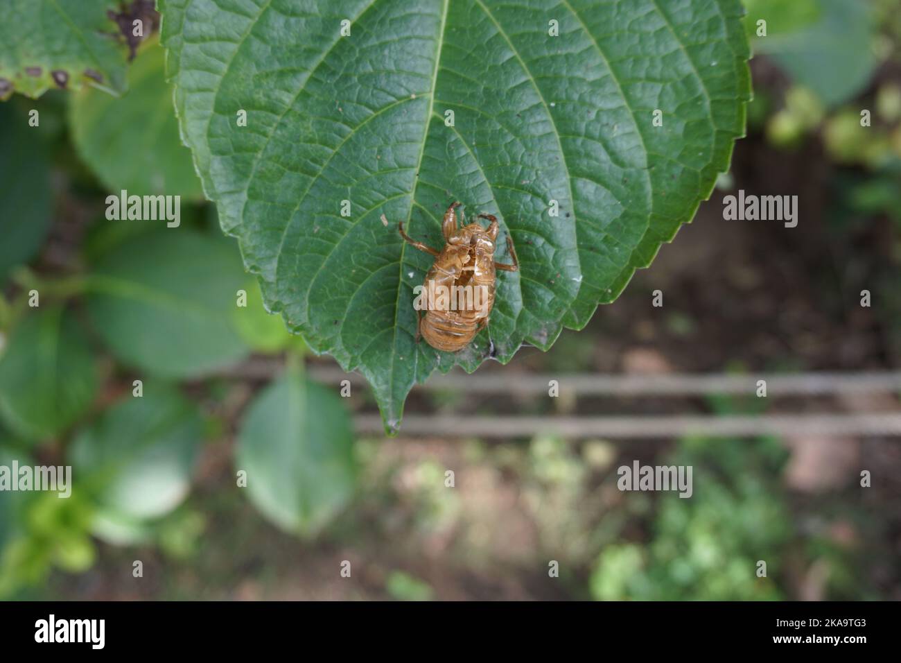 Macro shot cicada shell hi-res stock photography and images - Alamy