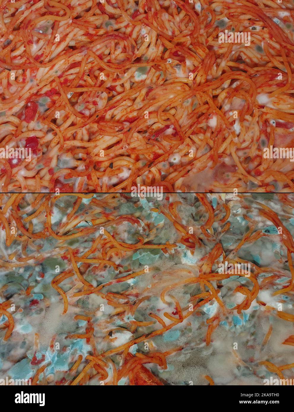 a close-up with two stages of advancing mold on food, green mold Stock ...