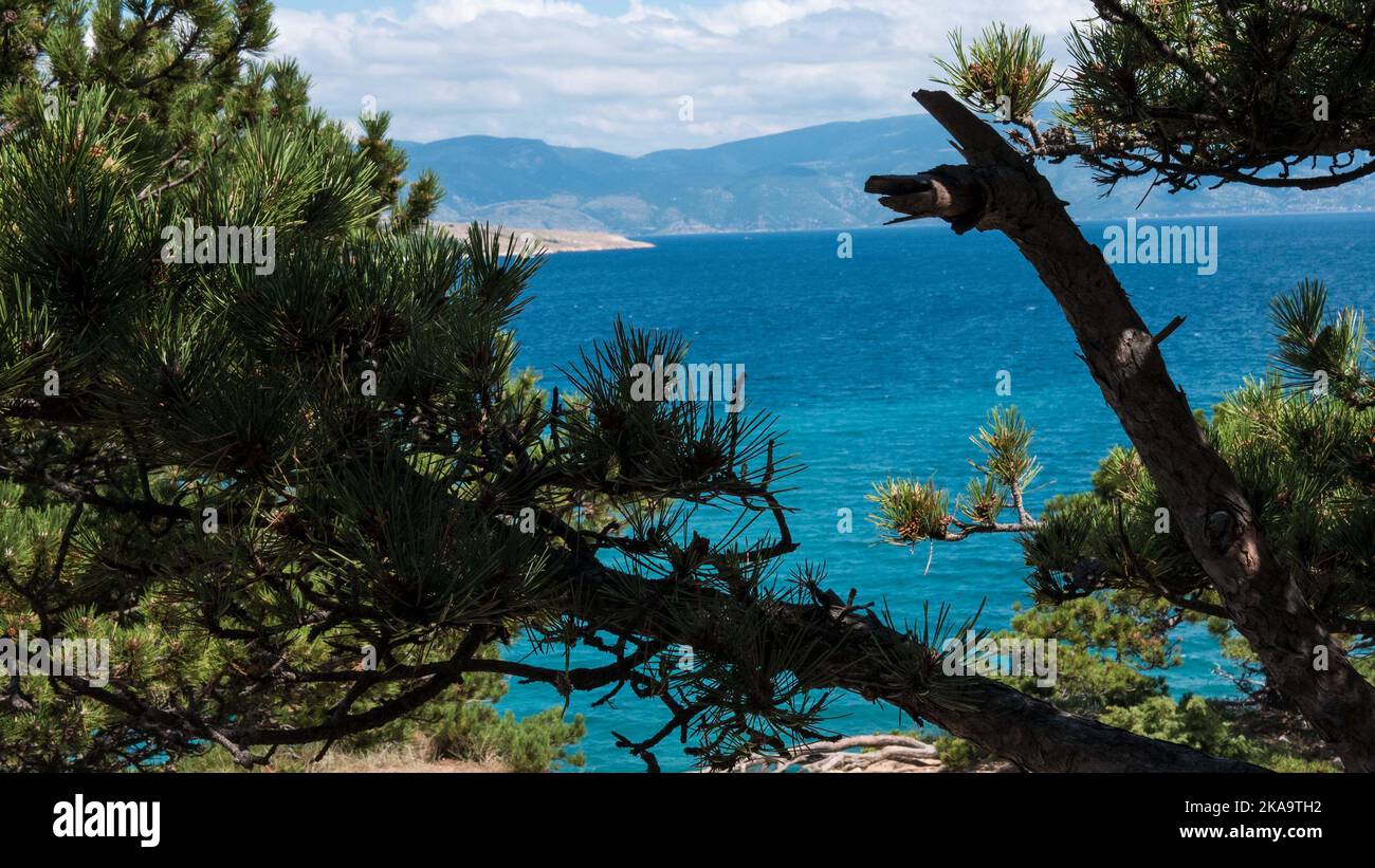 A scenic view of a blue ocean and mountains seen behind a pine tree on ...